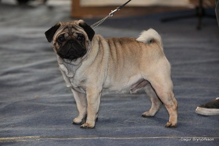 Populära hundraser i Sverige